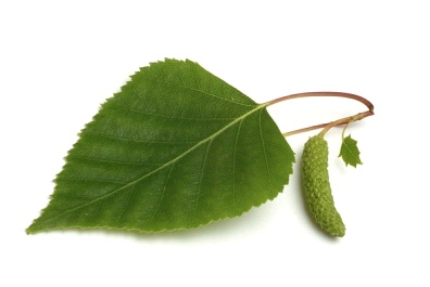 Ceai de mesteacan pentru infectia tractului urinar, pentru insomnie ...