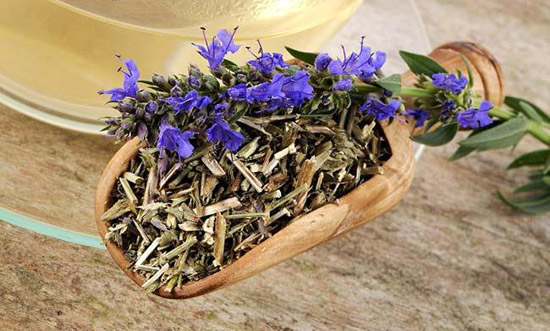 De-a lungul timpului, isopul sau "iarba sfanta" a fost folosit in ...