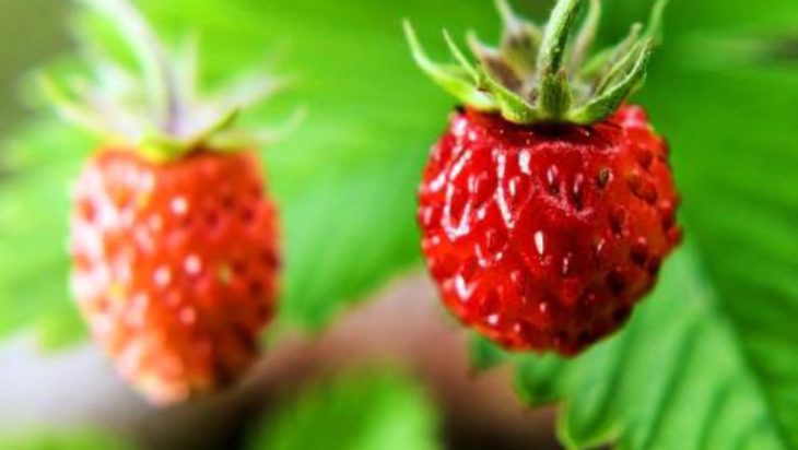 Fragii (Fragaria vesca) - comorile din padure - au proprietati ...