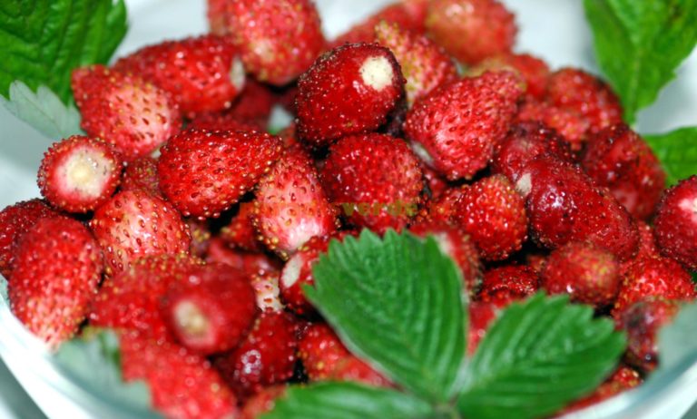Fragii (Fragaria vesca) - comorile din padure - au proprietati ...