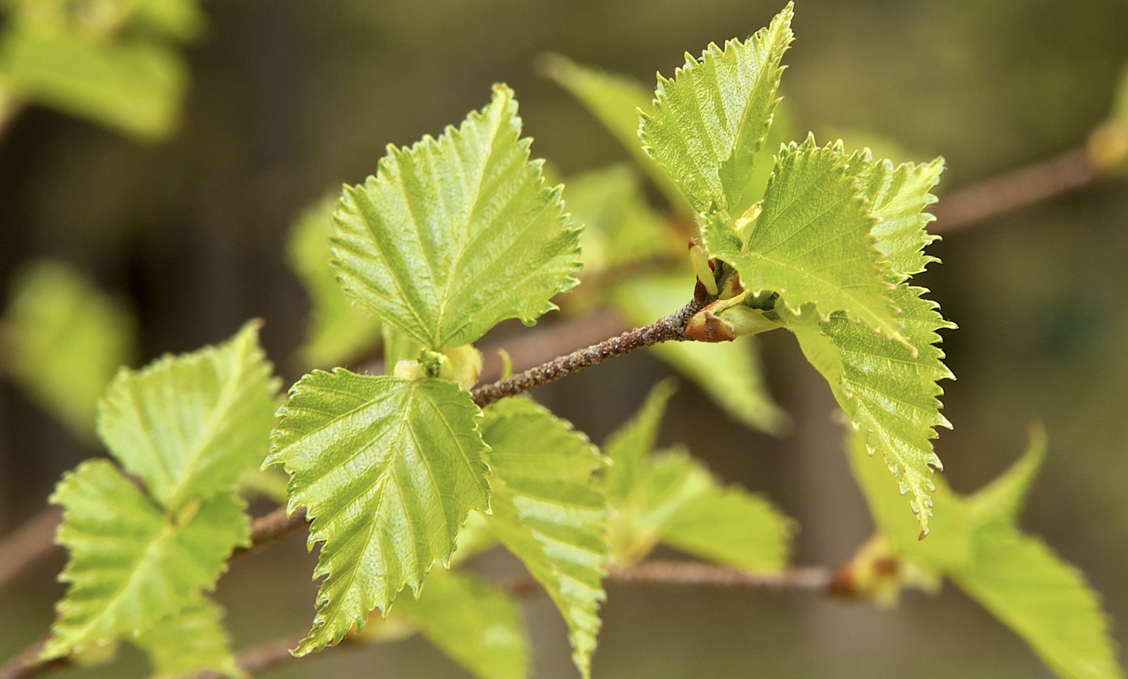 Frunze de mesteacăn pentru sănătatea tractului urinar și alte ...