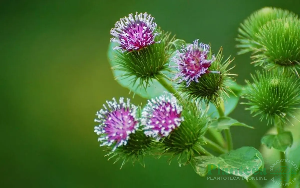 Tinctura de brusture – remediu pentru curățarea sângelui și pielii ...