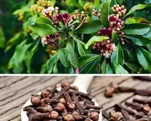 Câte cuișoare poți consuma zilnic și ce beneficii îți oferă? – Natura ...