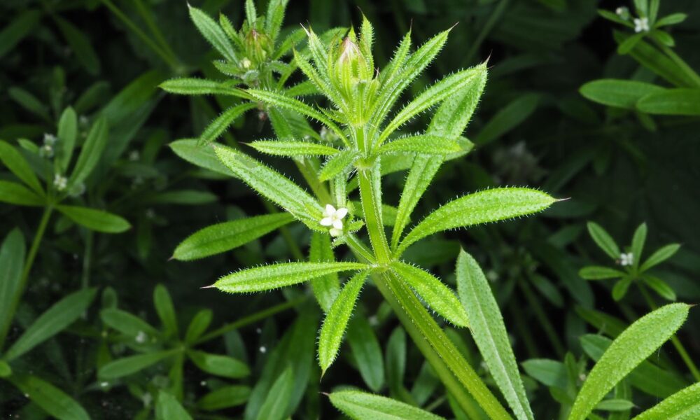 Lipicioasa (Cleavers – Galium aparine): planta cu multiple beneficii ...