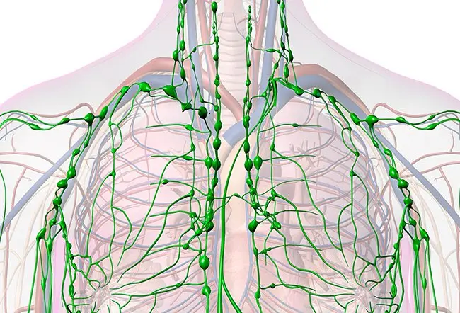 Cremă pentru masaj limfatic – rețetă completă, beneficii, studii ...